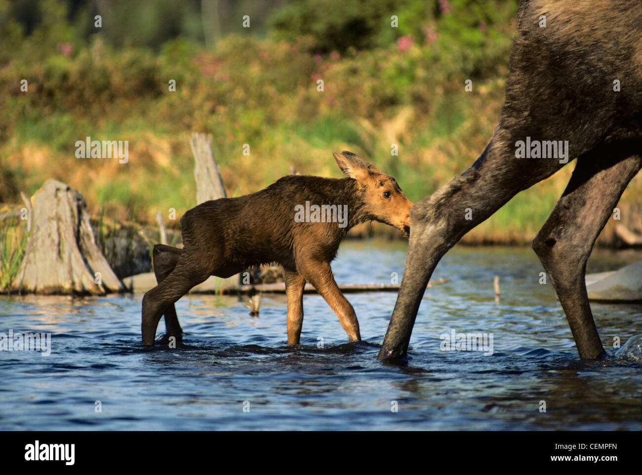 Newborn Moose Crosses Maine Stream Stock Photo - Alamy