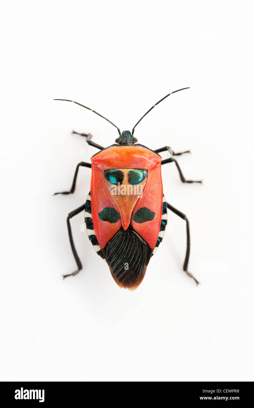 Catacanthus incarnatus. Stink bug / shield bug on white background ...