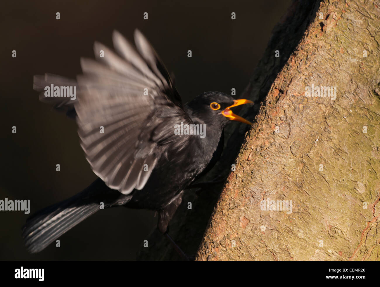 Uk Blackbird In Flight High Resolution Stock Photography and Images - Alamy