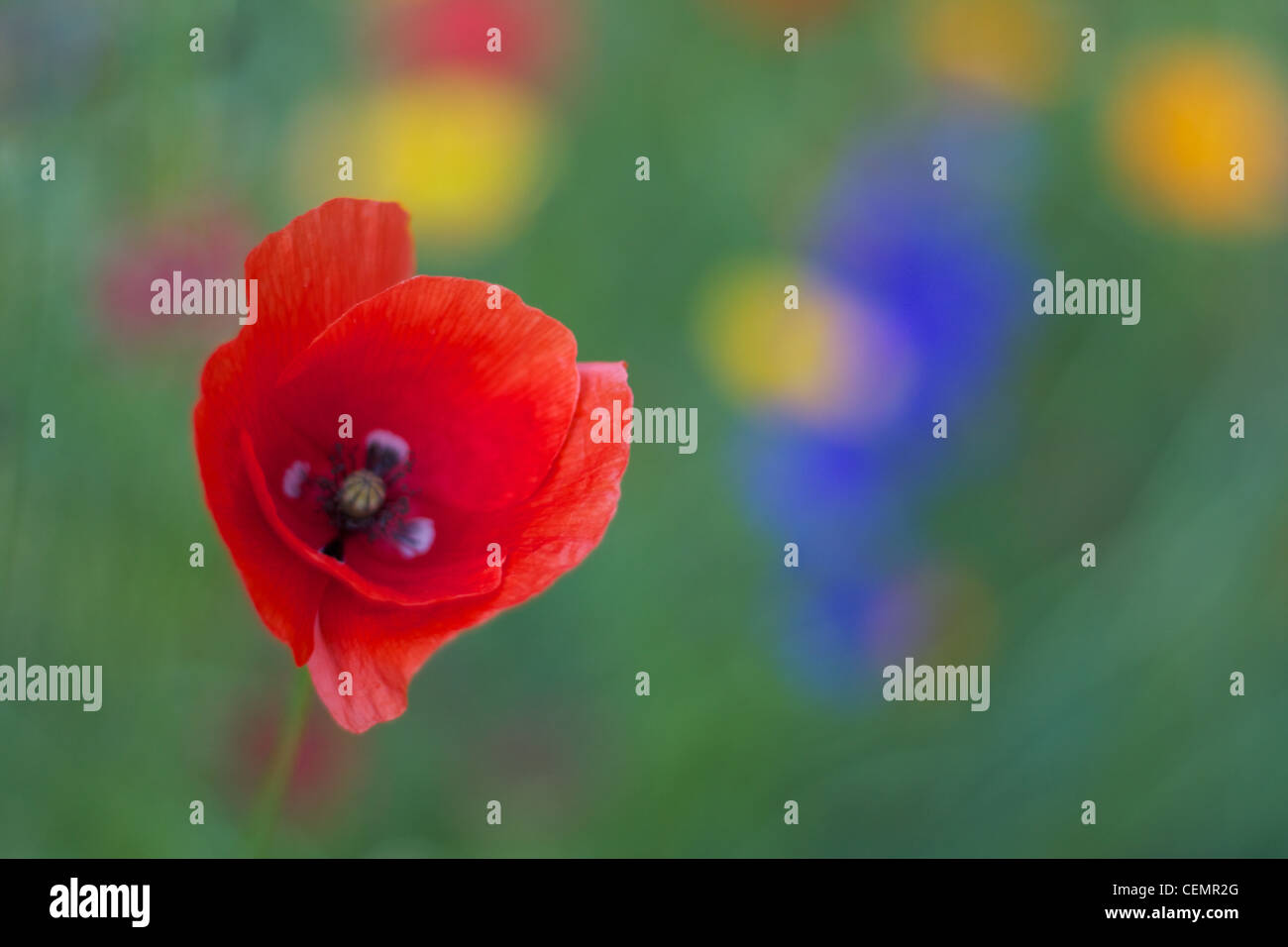 Poppy in front of wild flowers Stock Photo - Alamy
