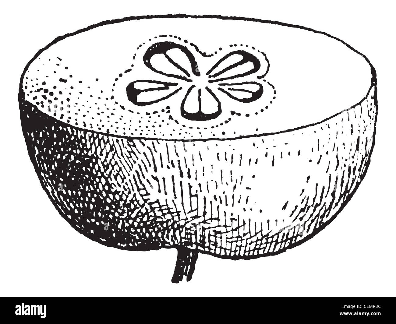 Apple cut horizontal, vintage engraved illustration. Dictionary of ...
