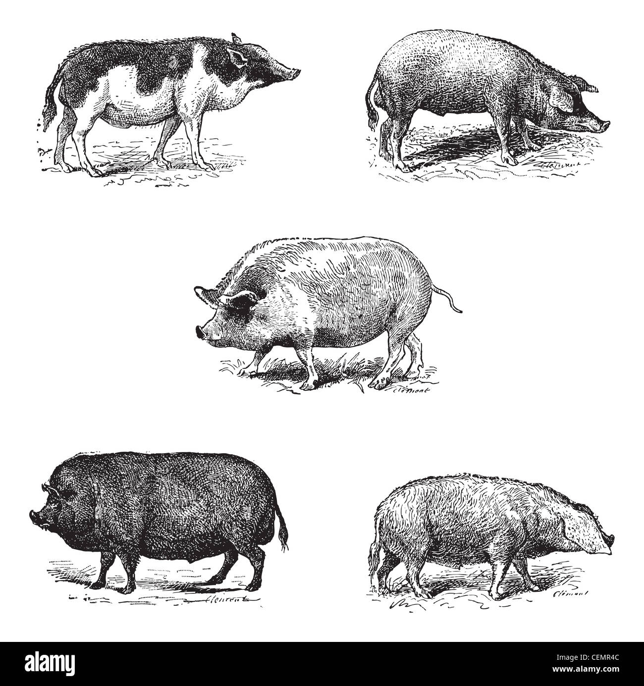 Domestic pig antique drawing hi-res stock photography and images - Alamy