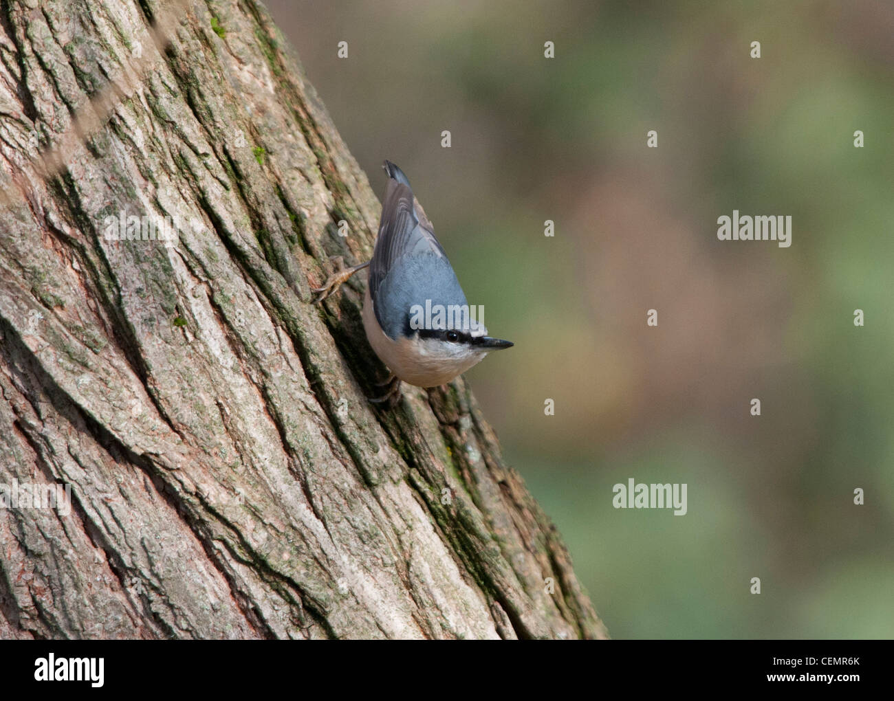 Nuthatches sittidae hi-res stock photography and images - Alamy