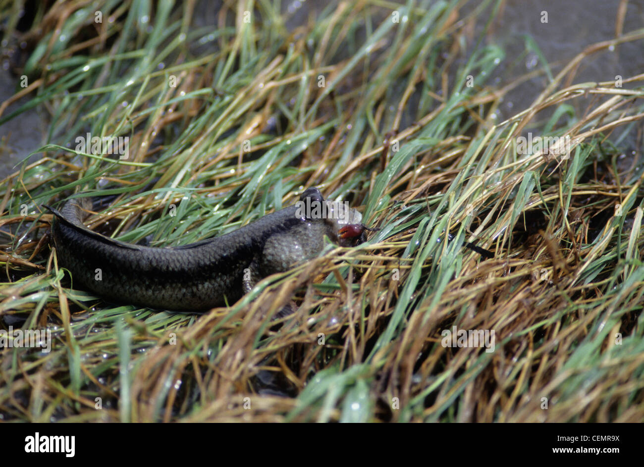 Australia, Queensland, Cairns, native animal, amphibious fish ...