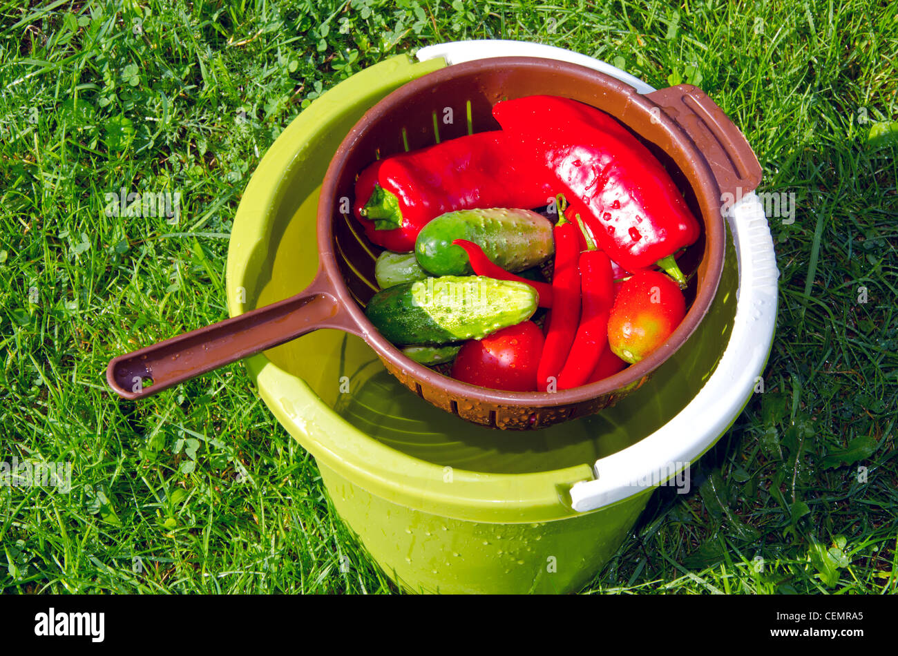 colorful and fresh summer vegetables in the bucket Stock Photo - Alamy