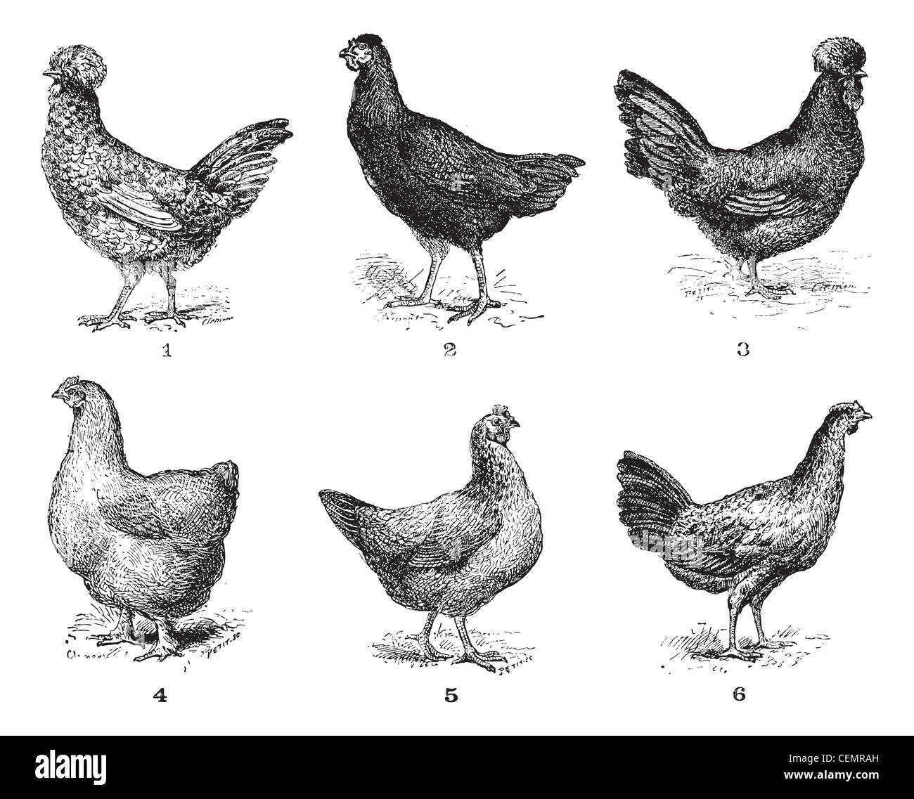 Hens, 1. Houdan chicken. 2. Hen the Arrow. 3. Hen Crevecoeur. 4. Cochin ...