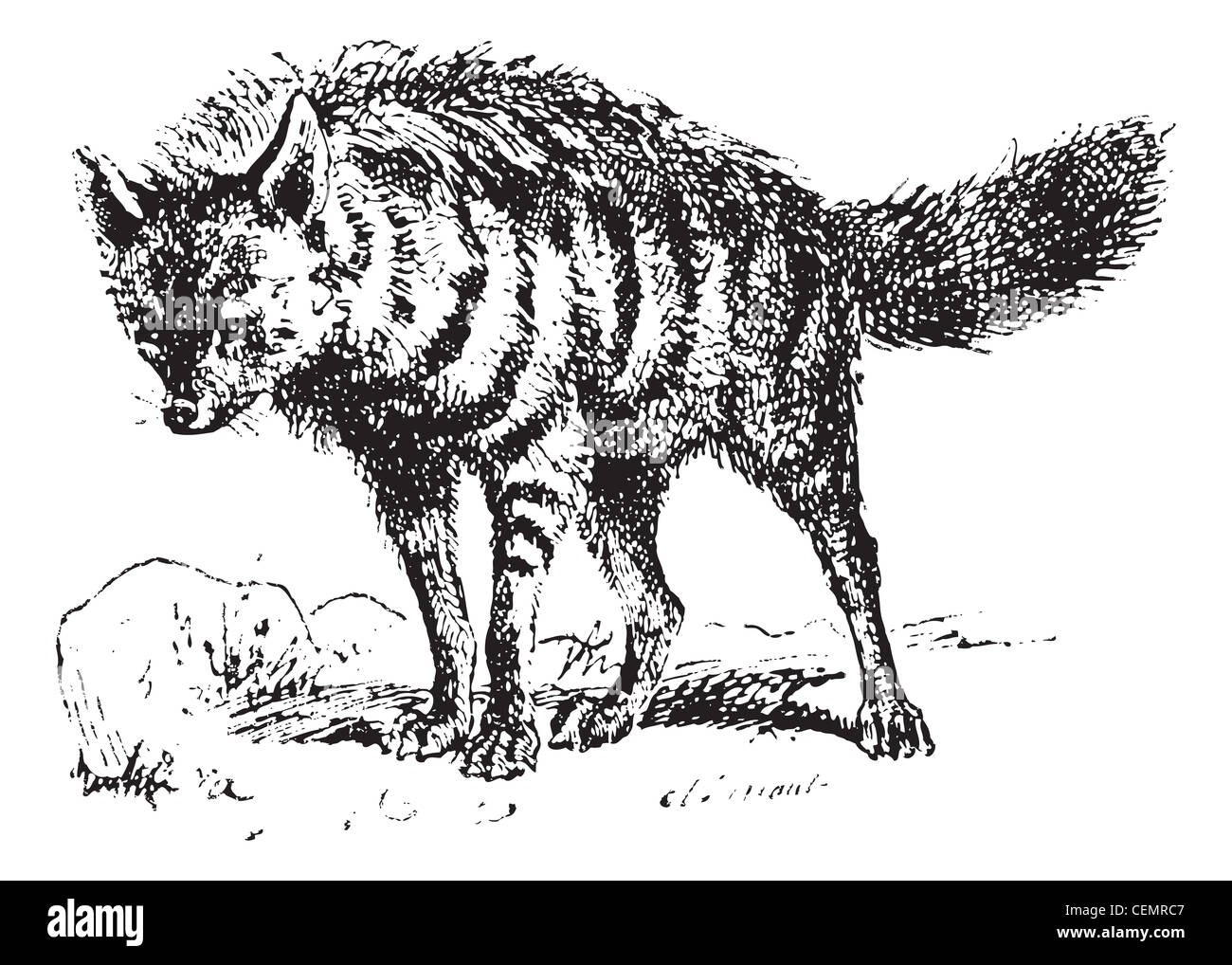 Aardwolf illustration animal mammal aardwolf hi-res stock photography ...