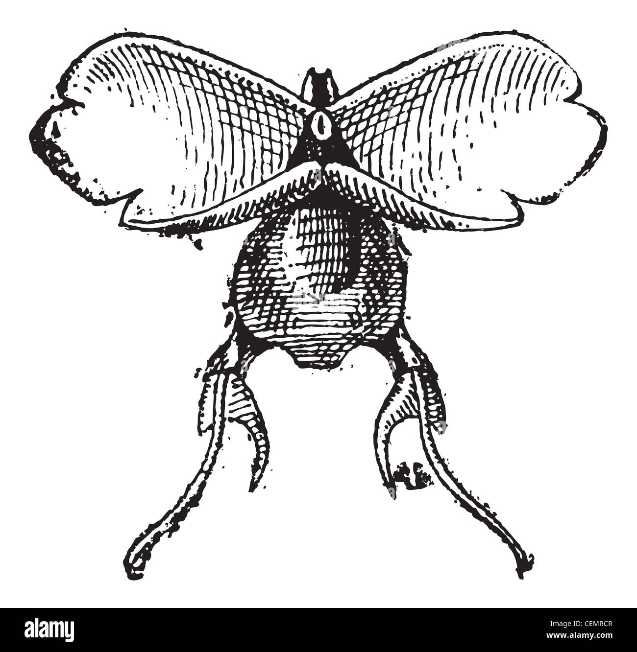 Pteropoda hi-res stock photography and images - Alamy