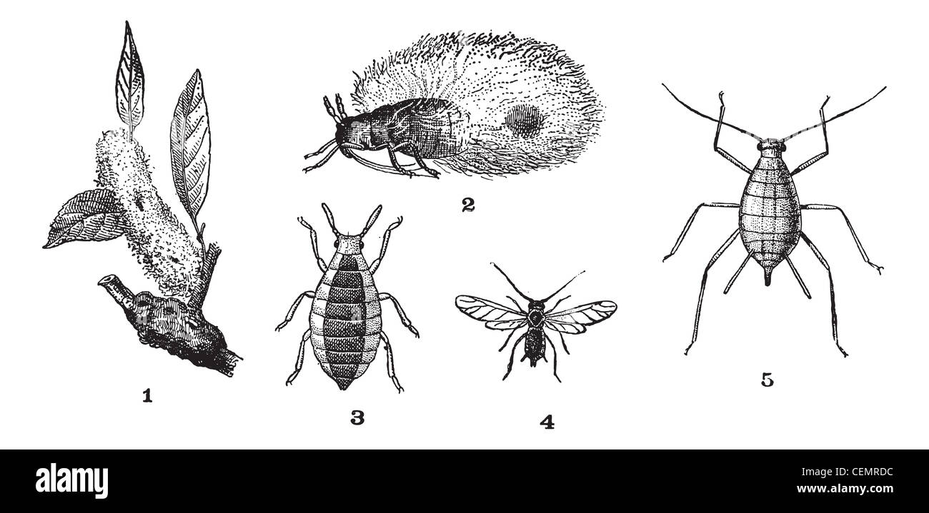 Aphids or plant lice or greenflies or blackflies or whiteflies, 1 ...