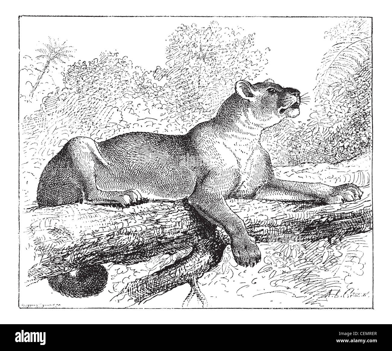 Mountain Lion Illustration