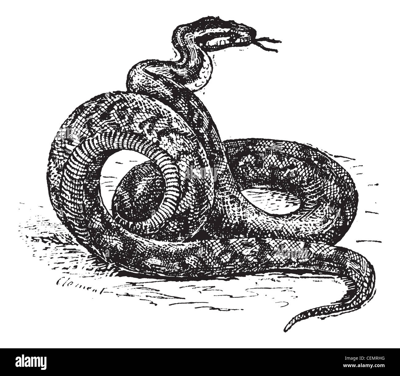 Old engraved illustration of Python. Dictionary of words and things ...