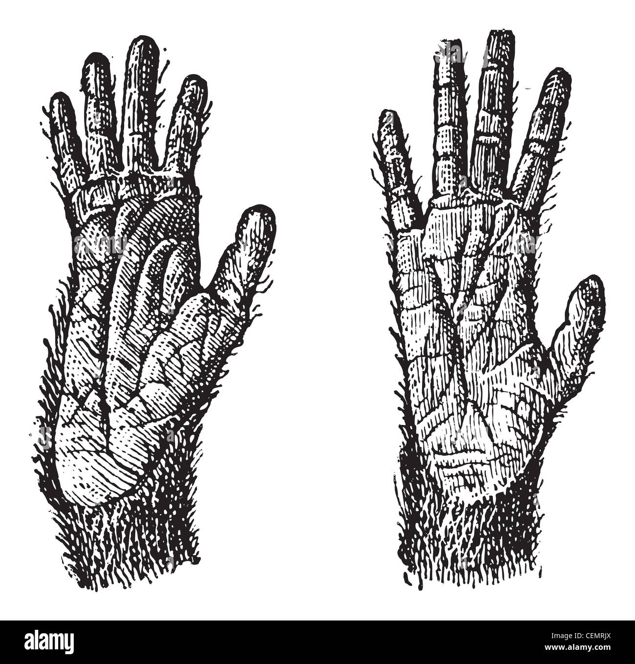 Old engraved illustration of two hands of Quadrumana primates isolated ...