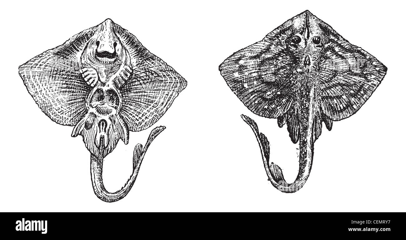 Old engraved illustration of thornback ray or raja clavata or thornback ...