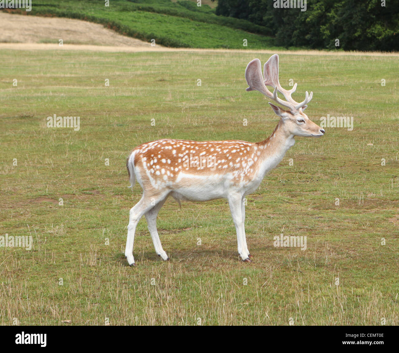 Knole House Deer Stock Photos & Knole House Deer Stock Images - Alamy