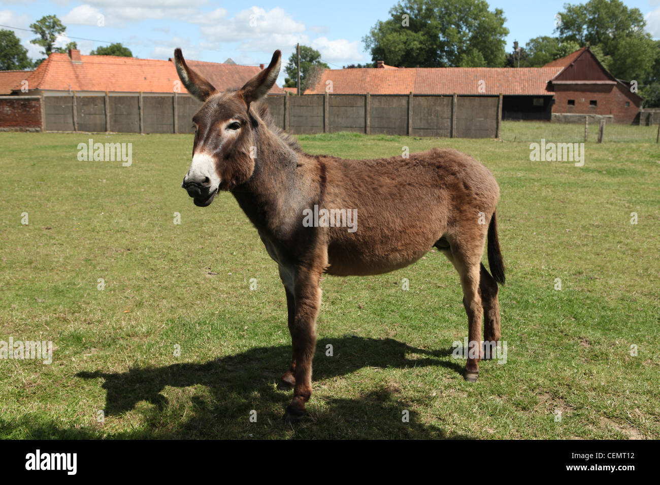 Baudet de Poitou donkey (clipped) in the Somme region of France Stock ...