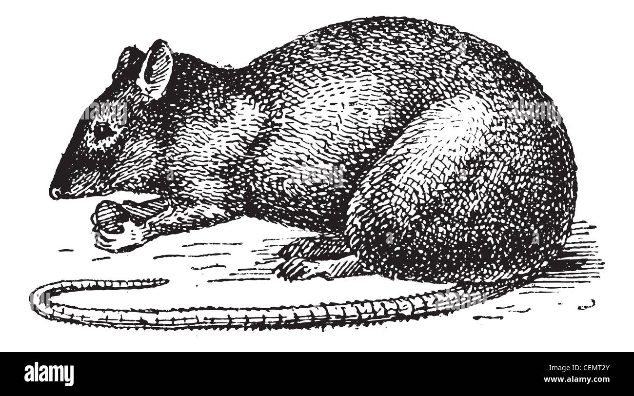 Rat isolated on white background, vintage engraved illustration ...