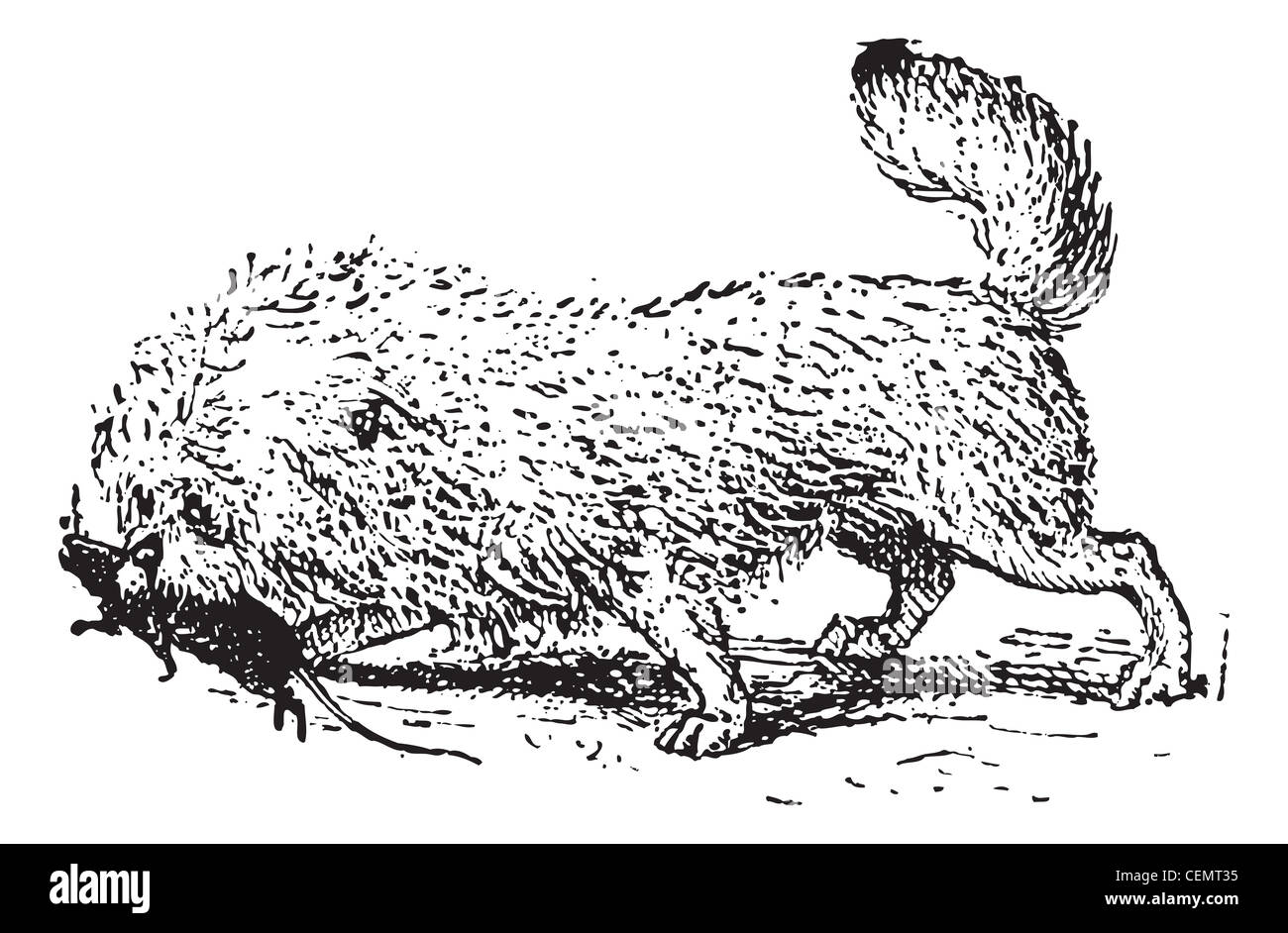 Rat and dog Cut Out Stock Images & Pictures - Alamy