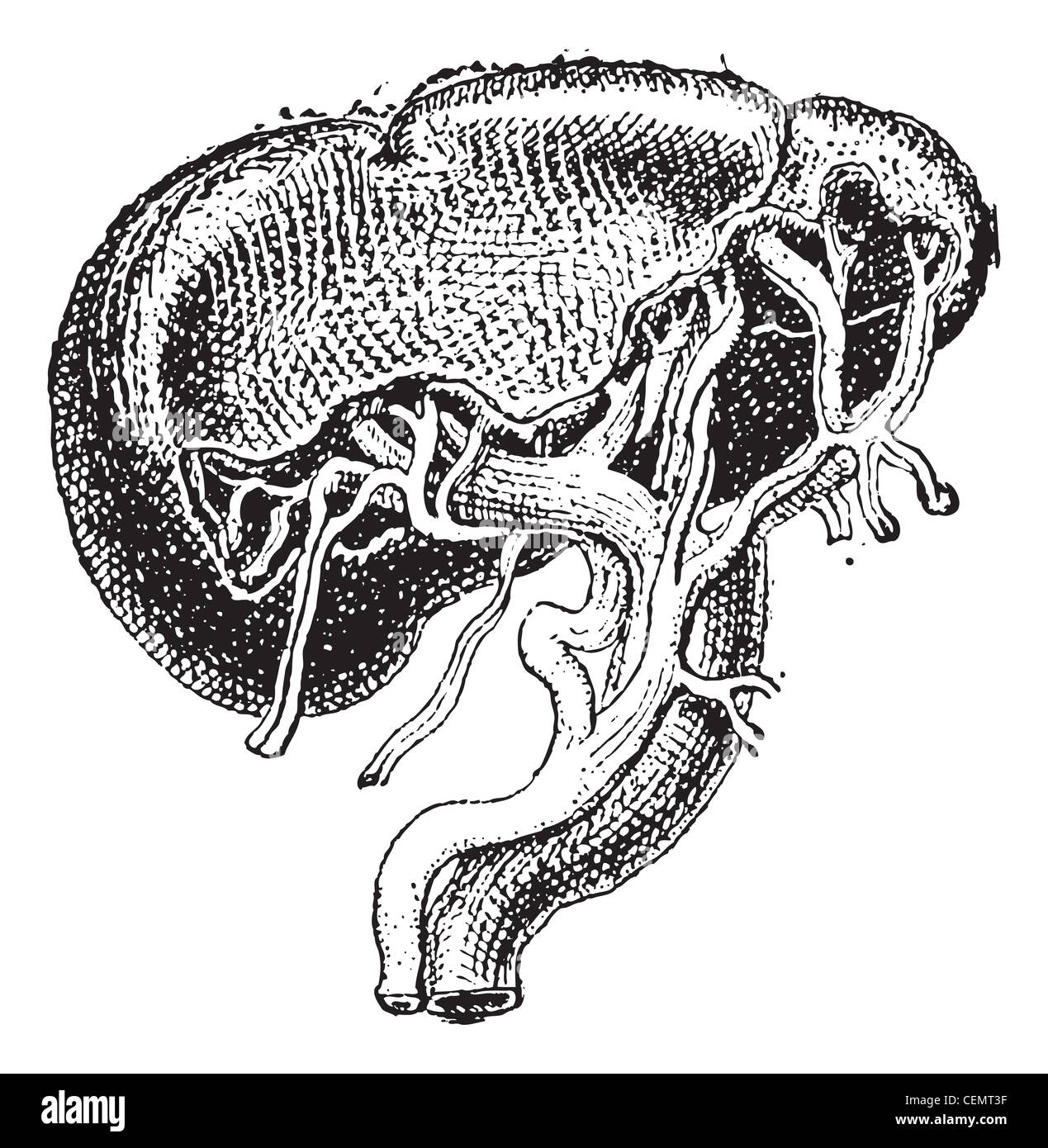 Rate of man with his vessel, vintage engraved illustration. Dictionary ...