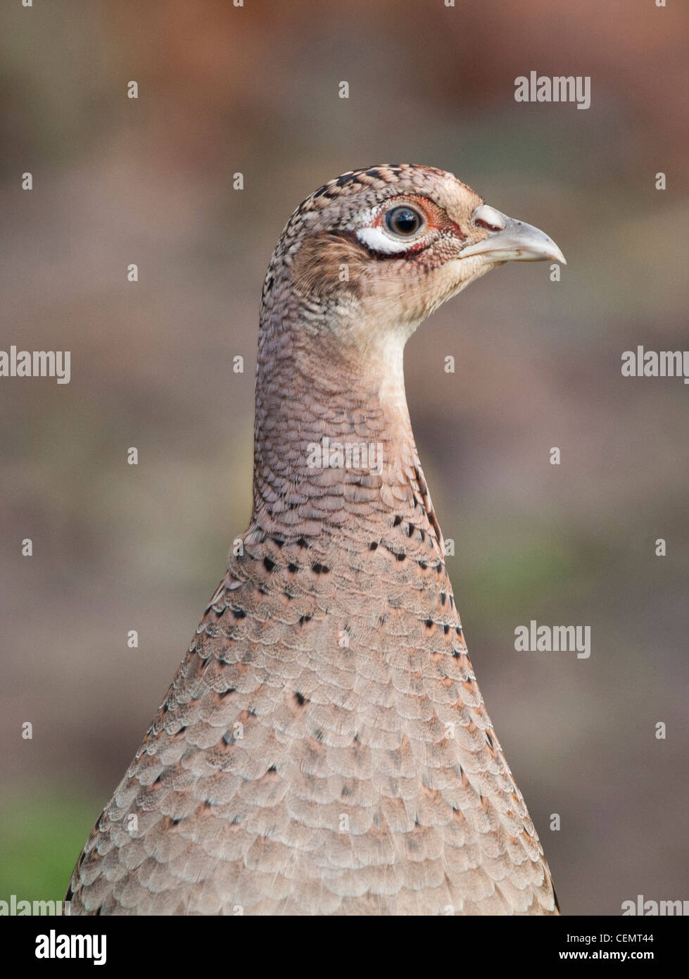 Common Pheasant (Female/Hen) 'Phasianus colchicus' Stock Photo - Alamy