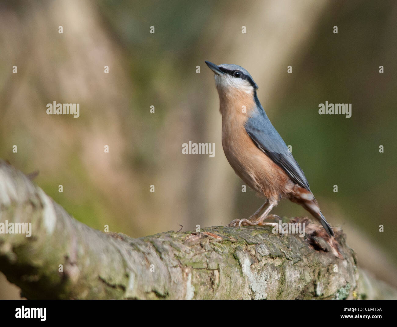 Eurasian Nuthatch ('Sitta europaea' Stock Photo - Alamy