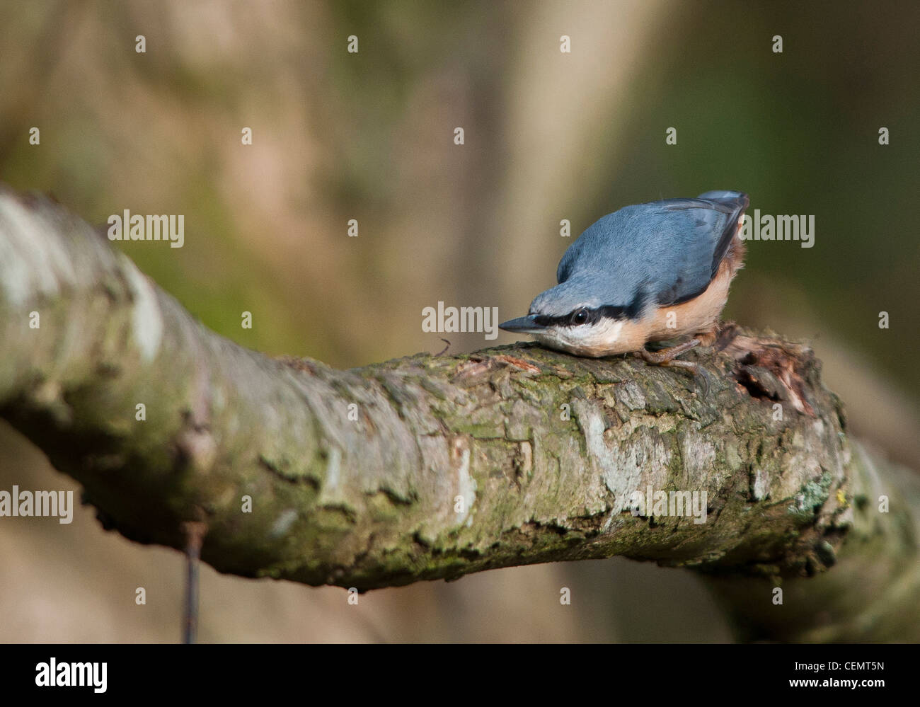 Eurasian nuthatches hi-res stock photography and images - Alamy
