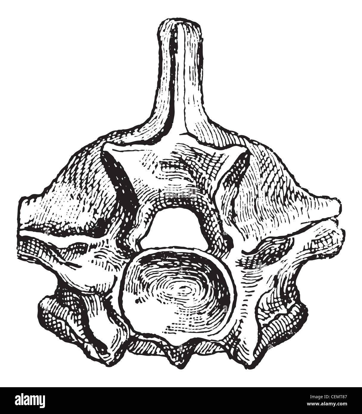 Python skeleton hi-res stock photography and images - Alamy