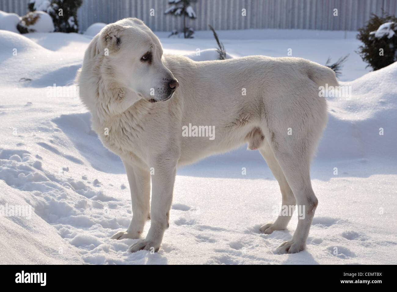 Central asian shepherd dog hi-res stock photography and images - Alamy