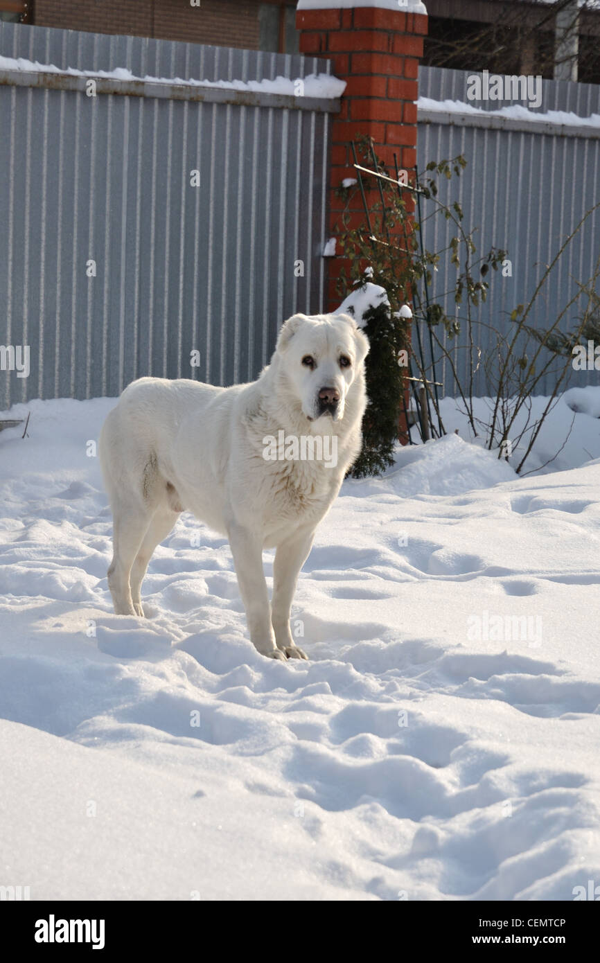 White Central Asian shepherd dog (Turkmen wolfhound Stock Photo - Alamy