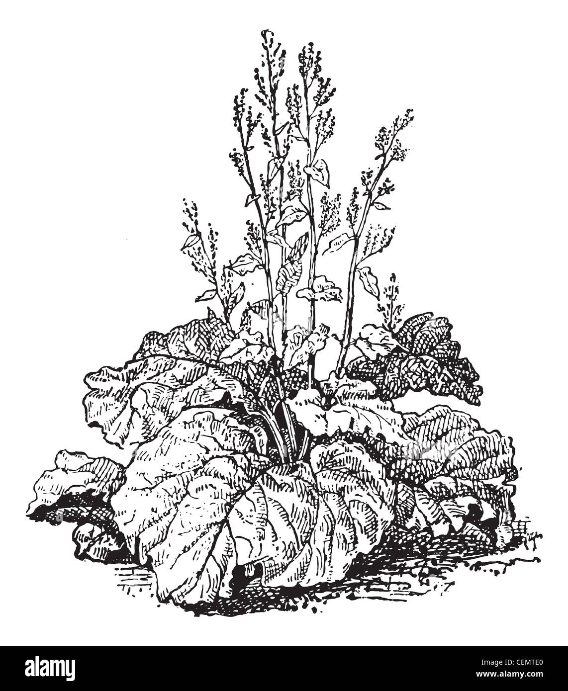 Rhubarb Drawing