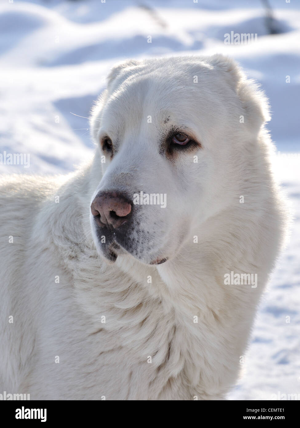 Central Asian Shepherd Dog High Resolution Stock Photography and Images ...