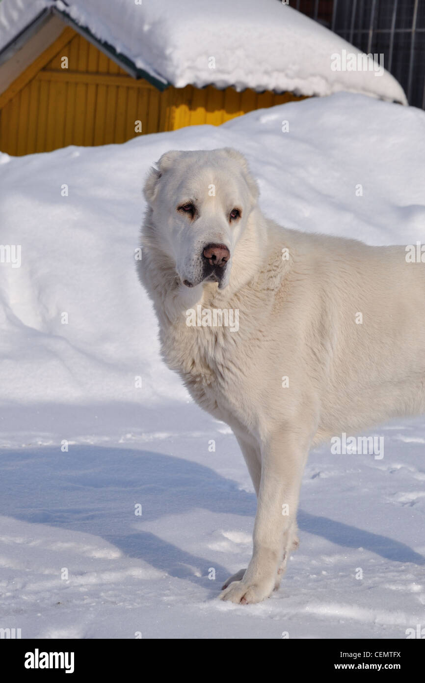 White Central Asian shepherd dog (Turkmen wolfhound Stock Photo - Alamy