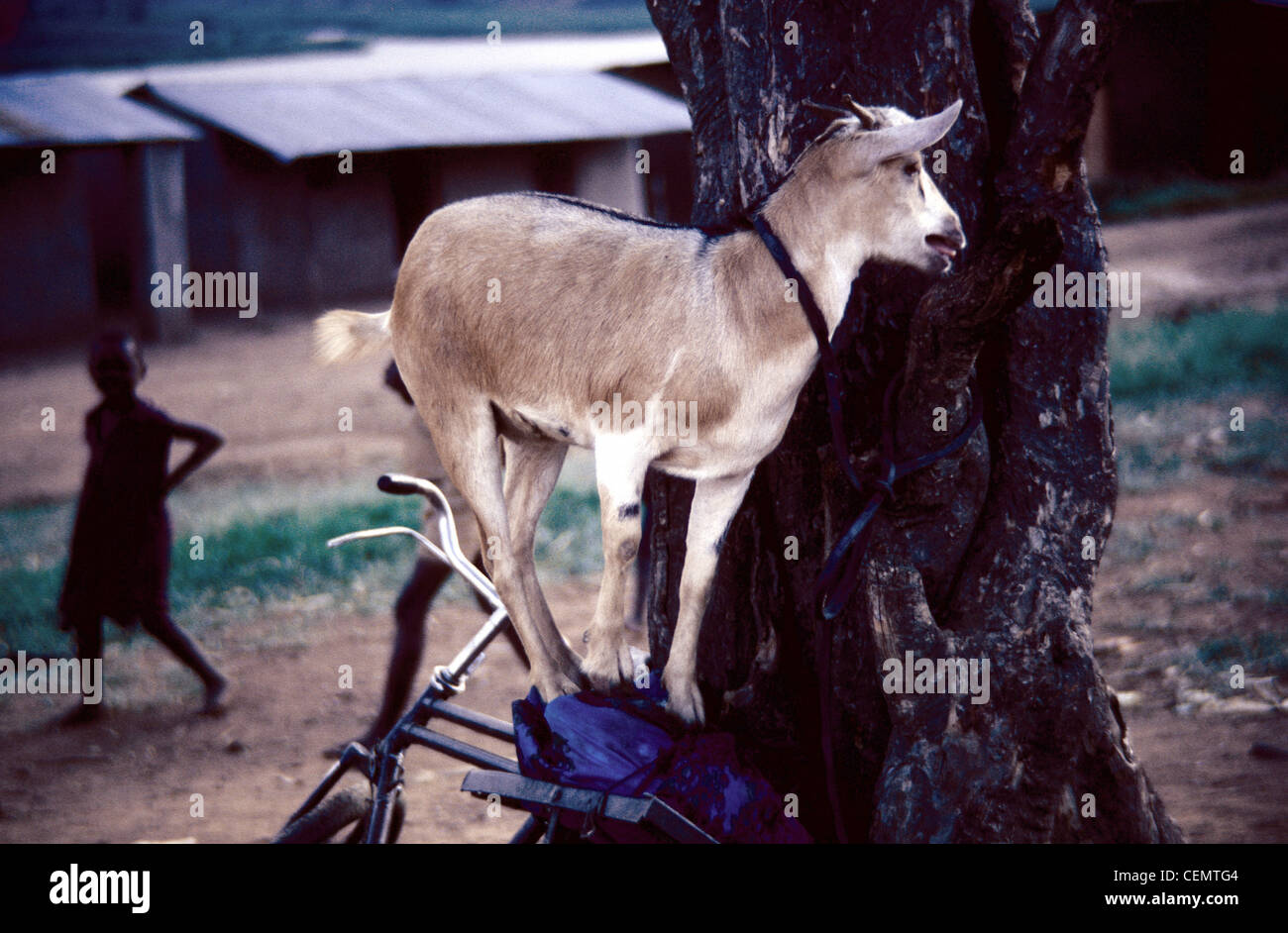 Goat on bicycle hi-res stock photography and images - Alamy