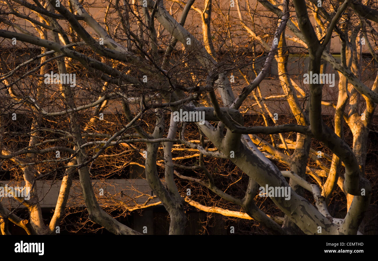 Building W20 / Stratton Student Center at MIT, Seen through Trees Stock ...