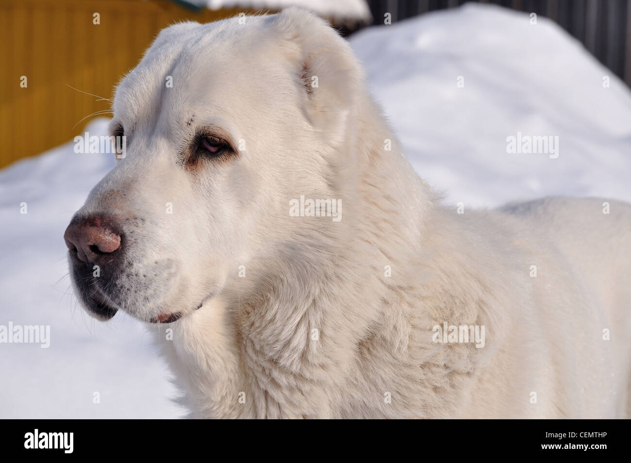 Turkmen wolfhound hi-res stock photography and images - Alamy