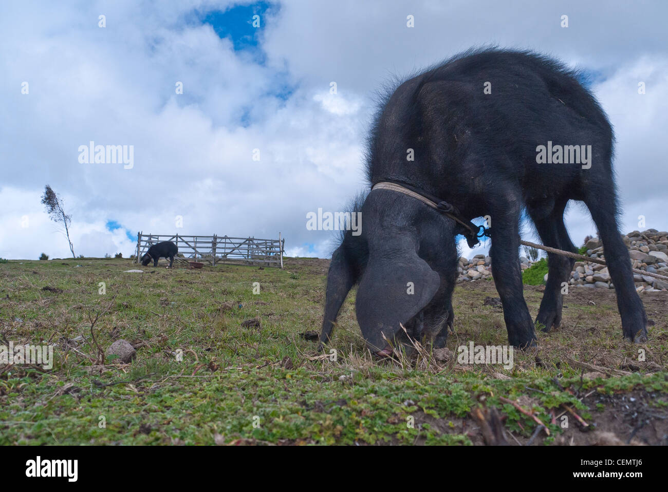 Two large black hogs root for food in the pasture of a farm in Quilotoa ...