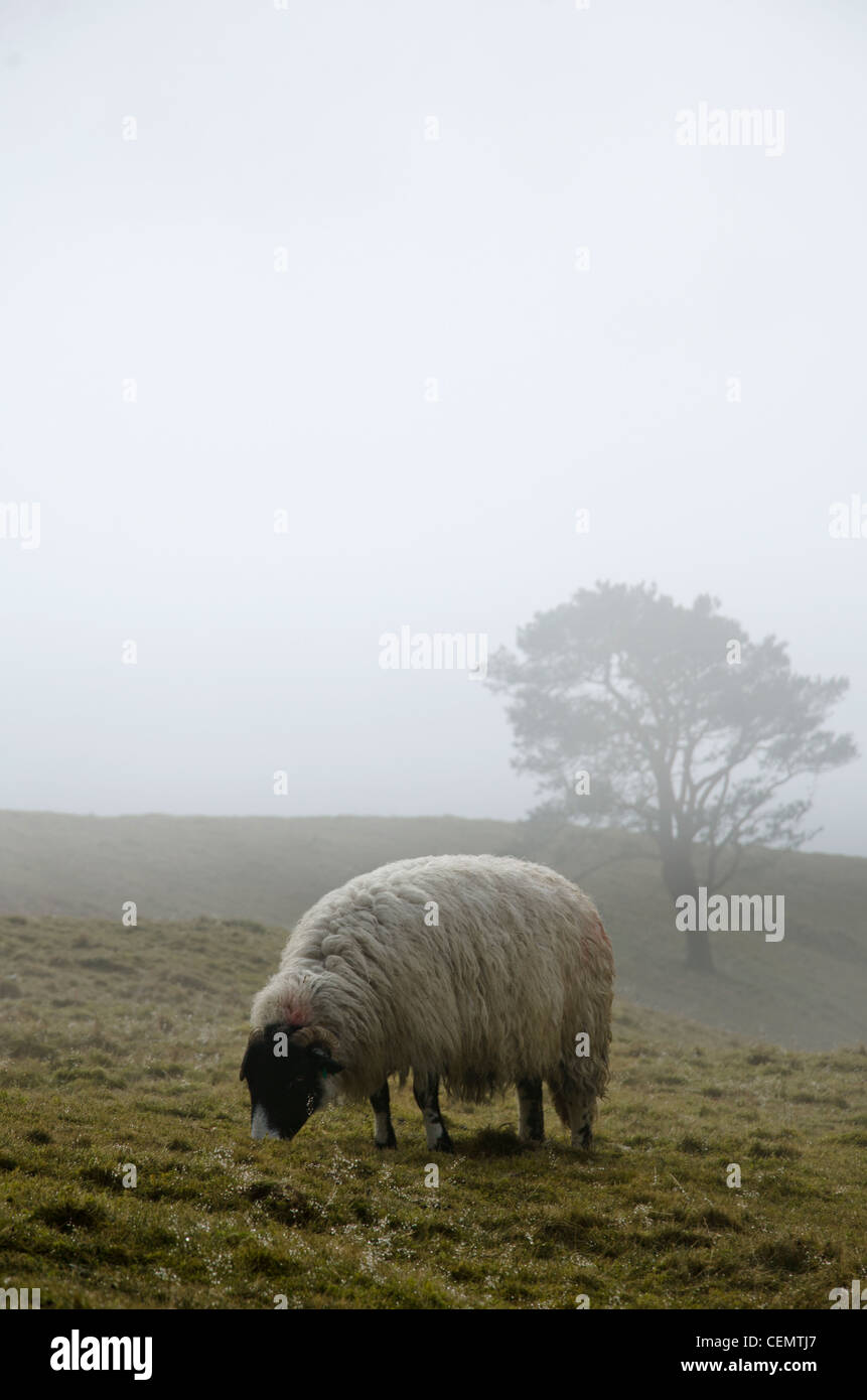 Sheep on a slope hi-res stock photography and images - Alamy