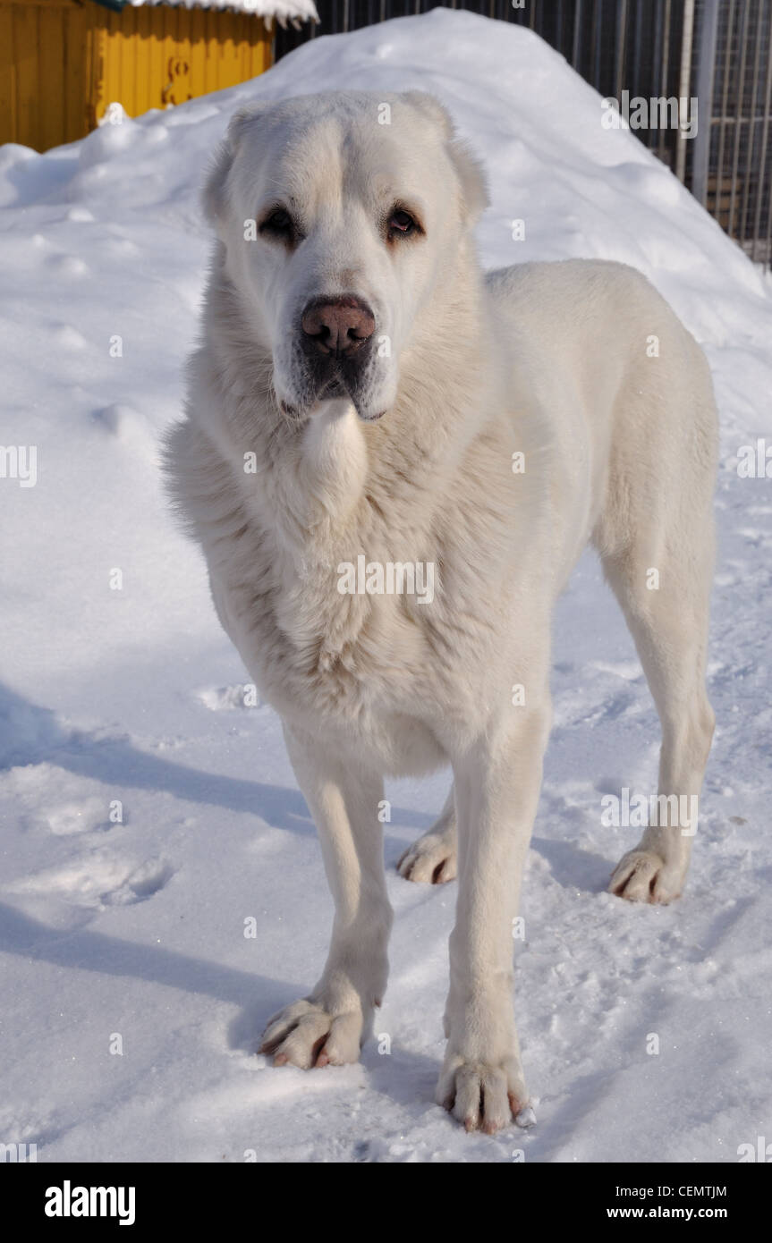 White Central Asian shepherd dog (Turkmen wolfhound Stock Photo - Alamy