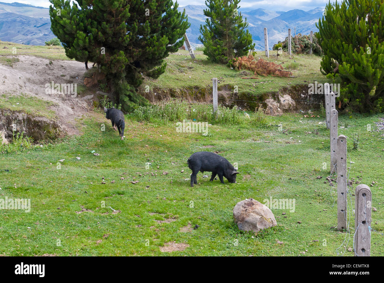 Two large black hog root for food in the pasture of a farm in Quilotoa ...