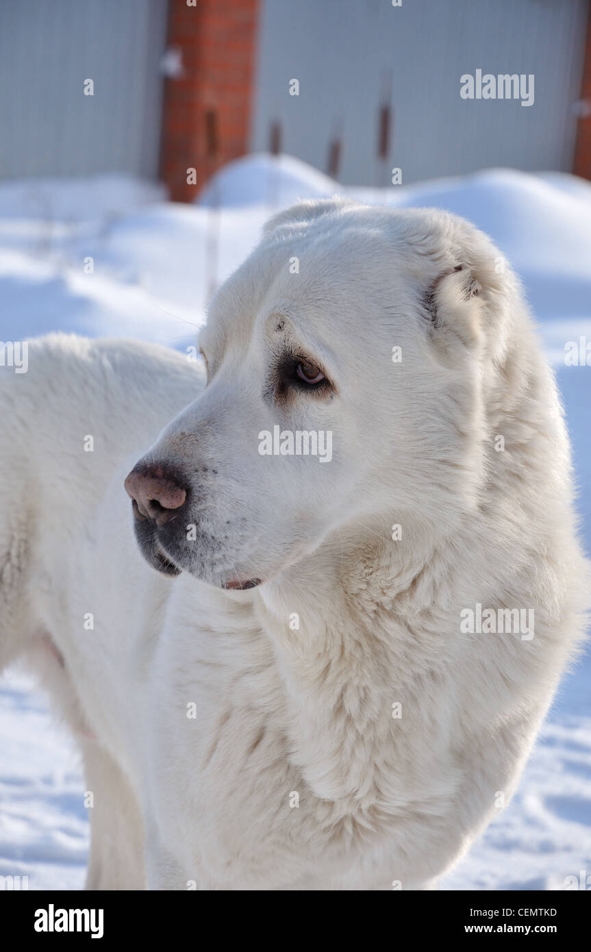 Turkmen shepherd dog hi-res stock photography and images - Alamy