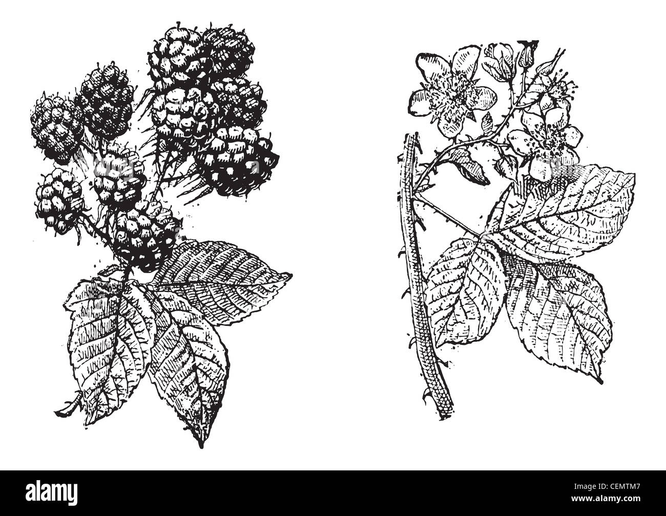 Botanical blackberry illustration hi-res stock photography and images ...