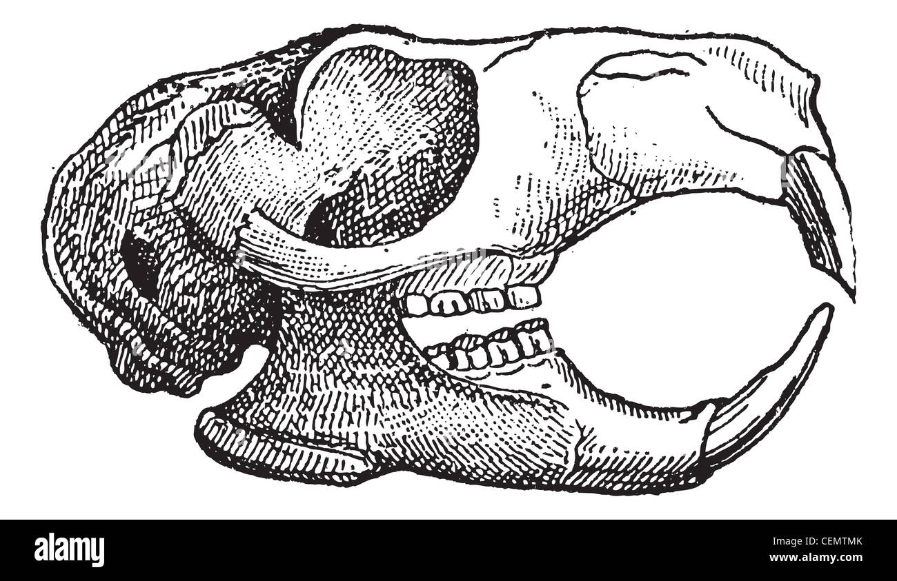Rodent, Jaw of a squirrel, vintage engraved illustration. Dictionary of ...