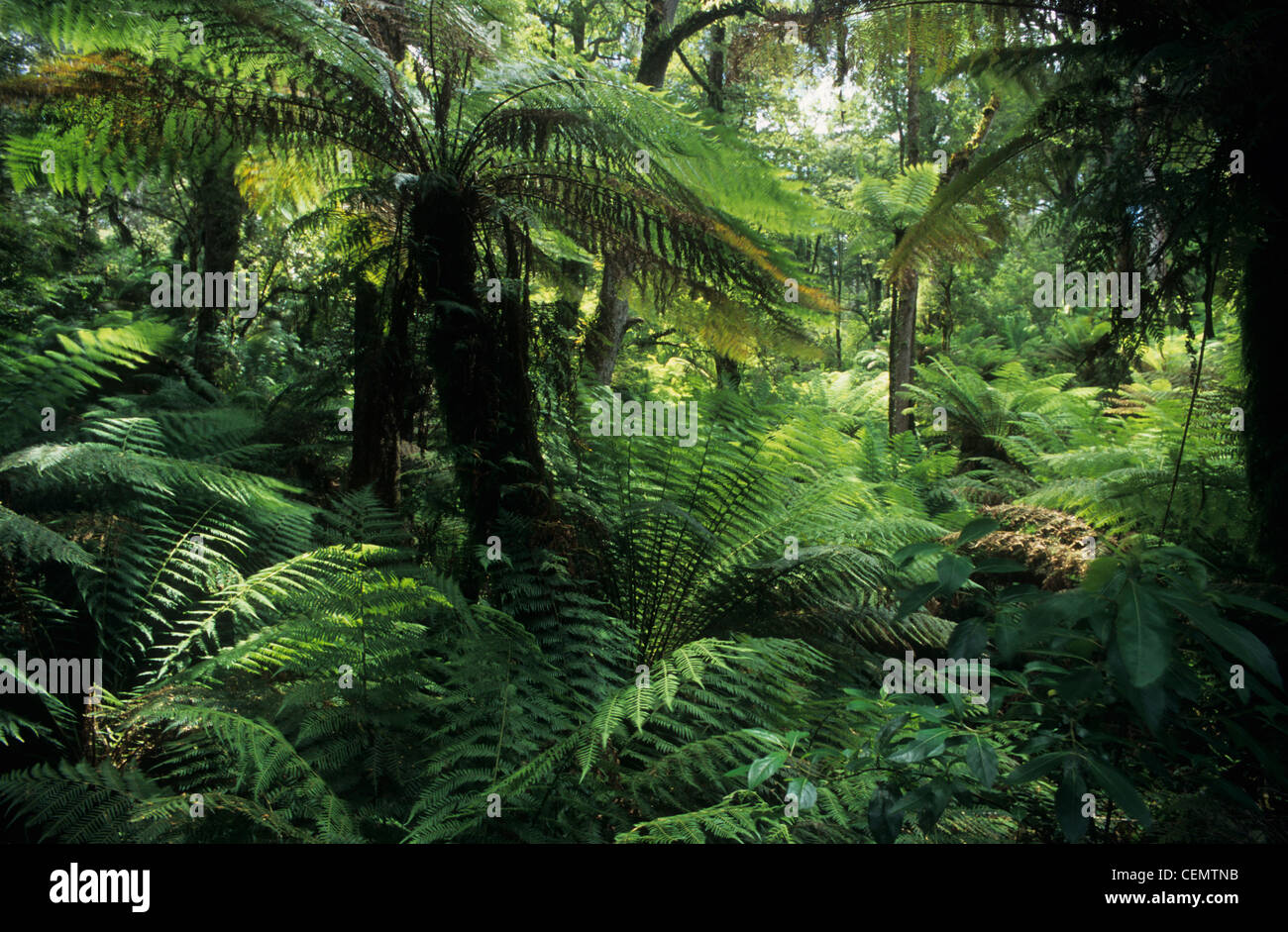 Great Ocean Road, Ottway ranges National Park, rainforest along Malts ...