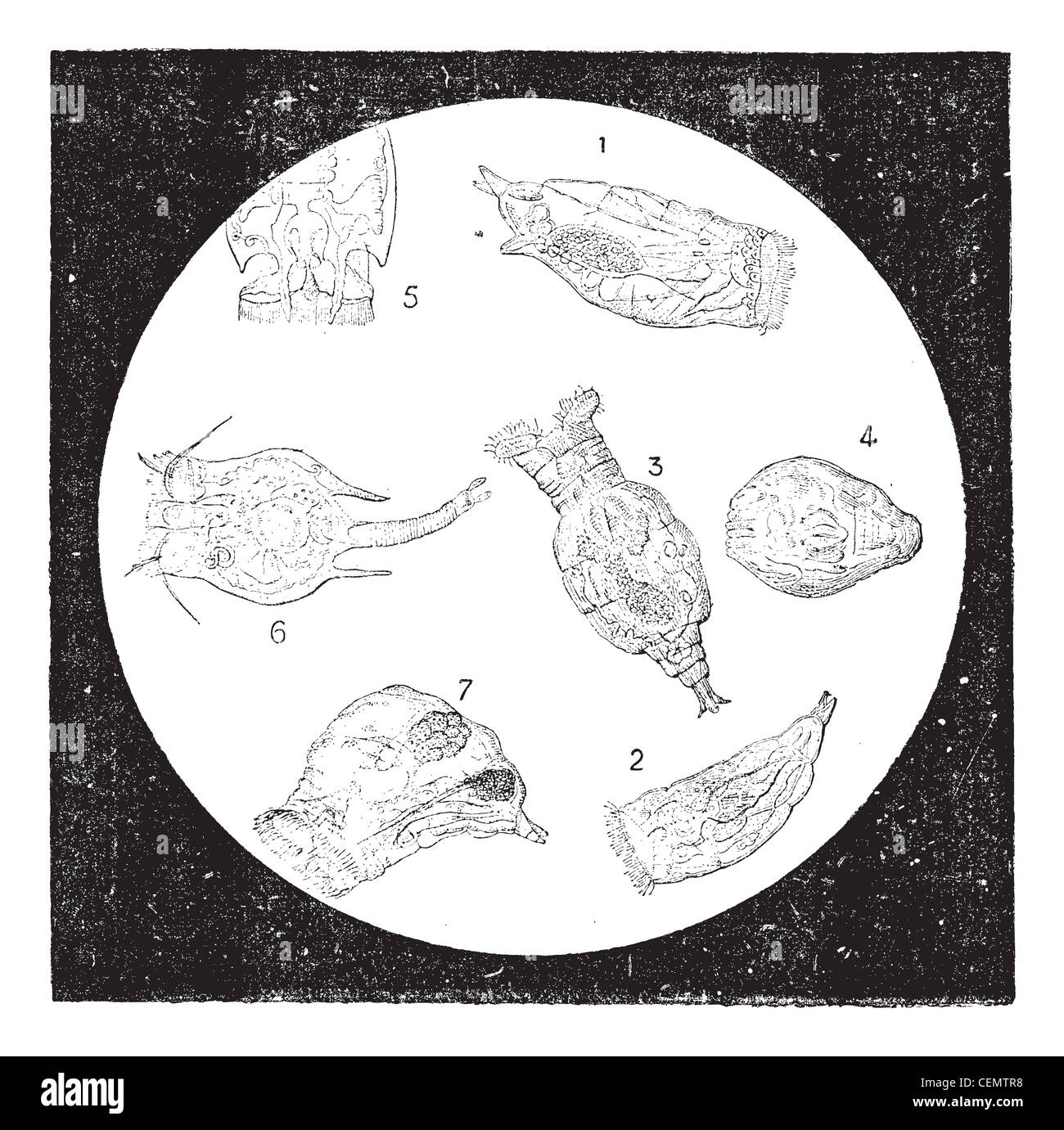 Rotifers or Rotifera or Wheel animal, vintage engraved illustration ...