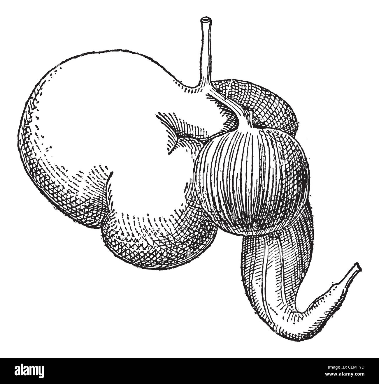 Vintage animal anatomy hi-res stock photography and images - Alamy
