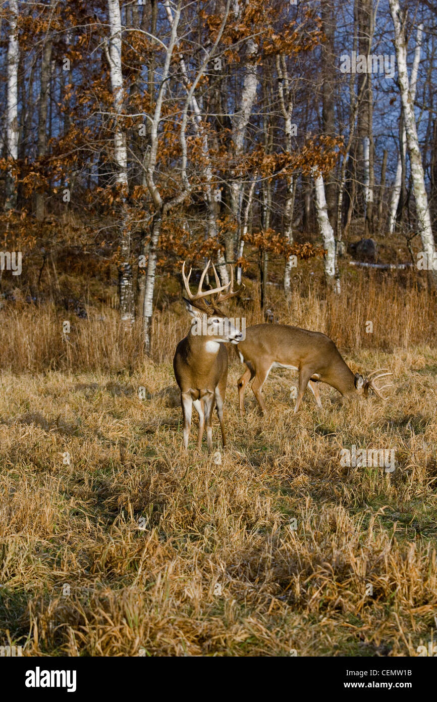 White-tailed bucks in autumn Stock Photo - Alamy