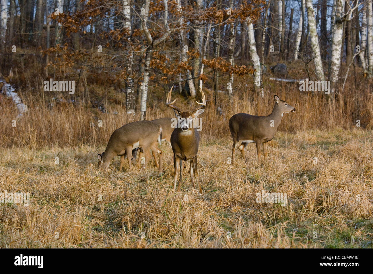 White-tailed deer in a field Stock Photo - Alamy