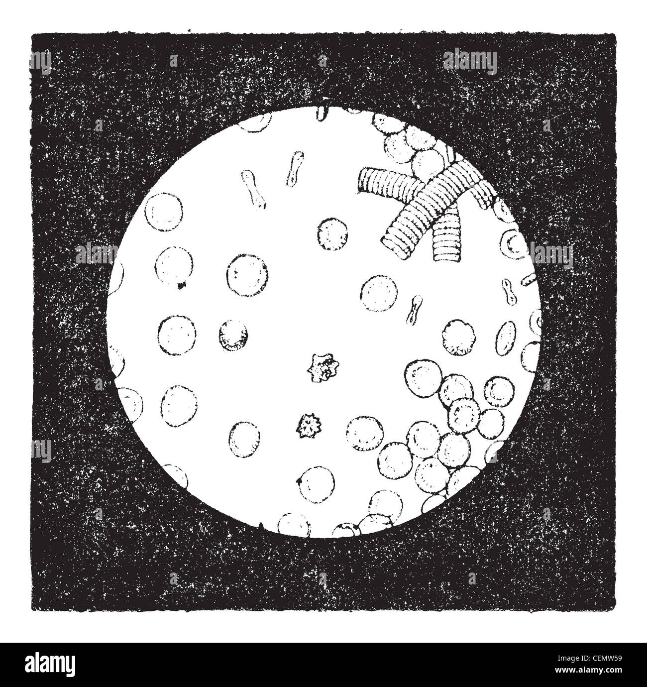 Fig.1. Red blood cells of man (7 to 8 thousandths of a millimeter) or ...
