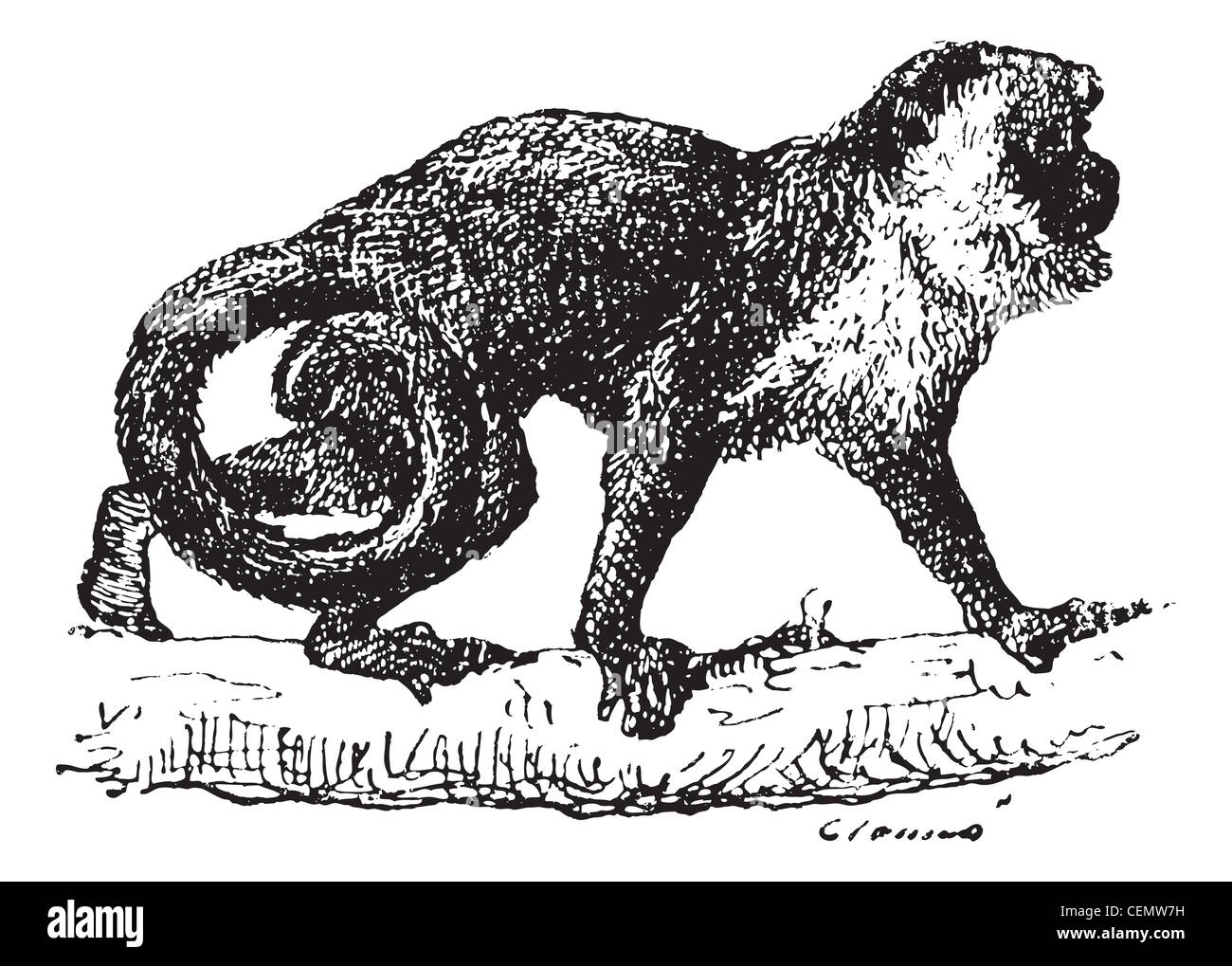 Old engraved illustration of Monkey on the tree branch. Dictionary of ...