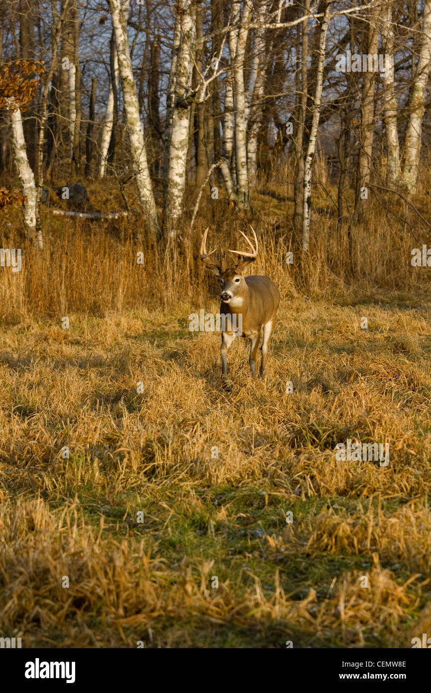 White-tailed buck in autumn Stock Photo - Alamy