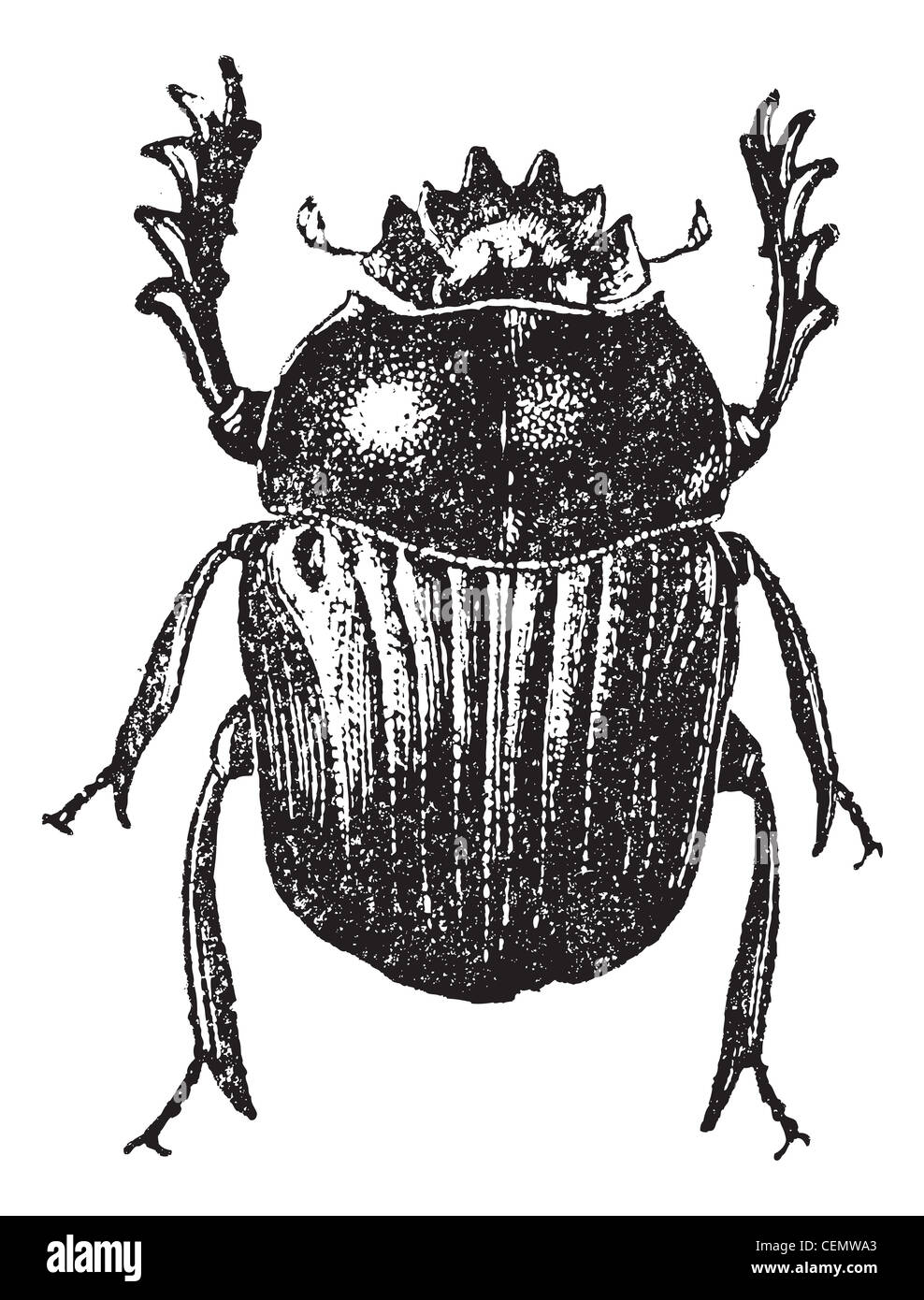 Beetle isolated on white, vintage engraved illustration. Dictionary of ...